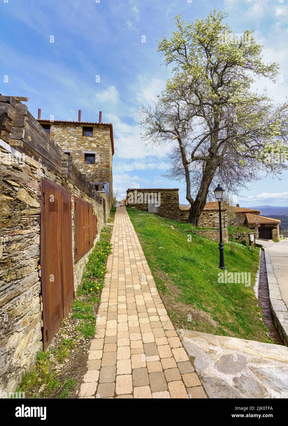 Stone path next to old houses and large pear tree with spring flowers ...