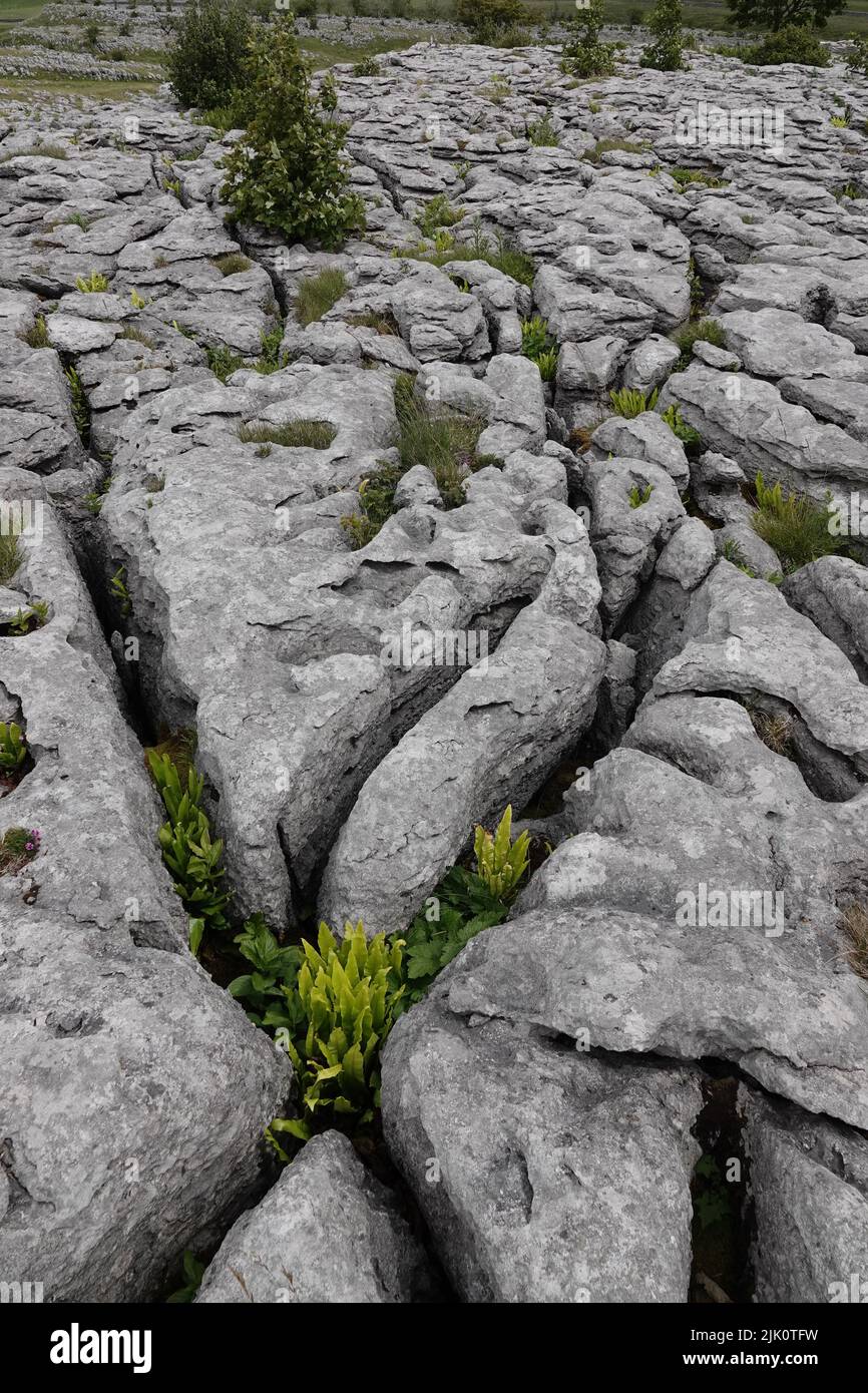 Limestone pavement, Southerscales Fell, Ingleborough, Ingleton, North ...