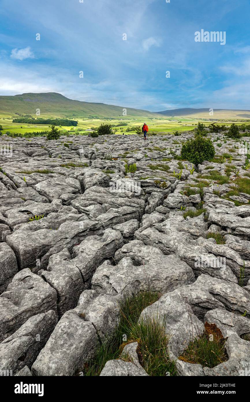 Solitary female walker in orange on the Limestone pavement ...