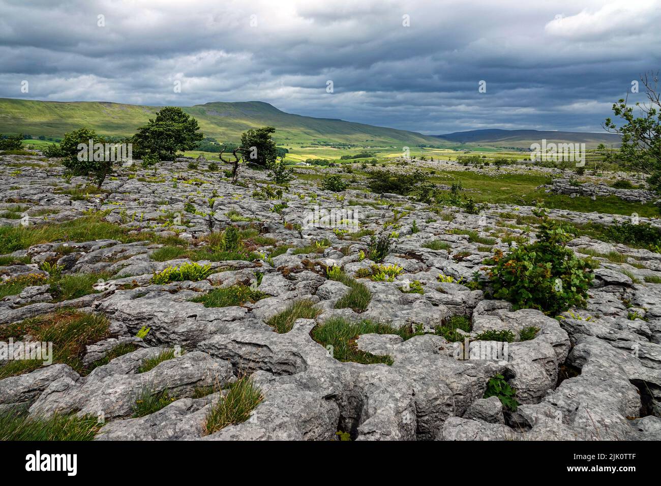 Limestone pavement, Southerscales Fell, Ingleborough, Ingleton, North ...