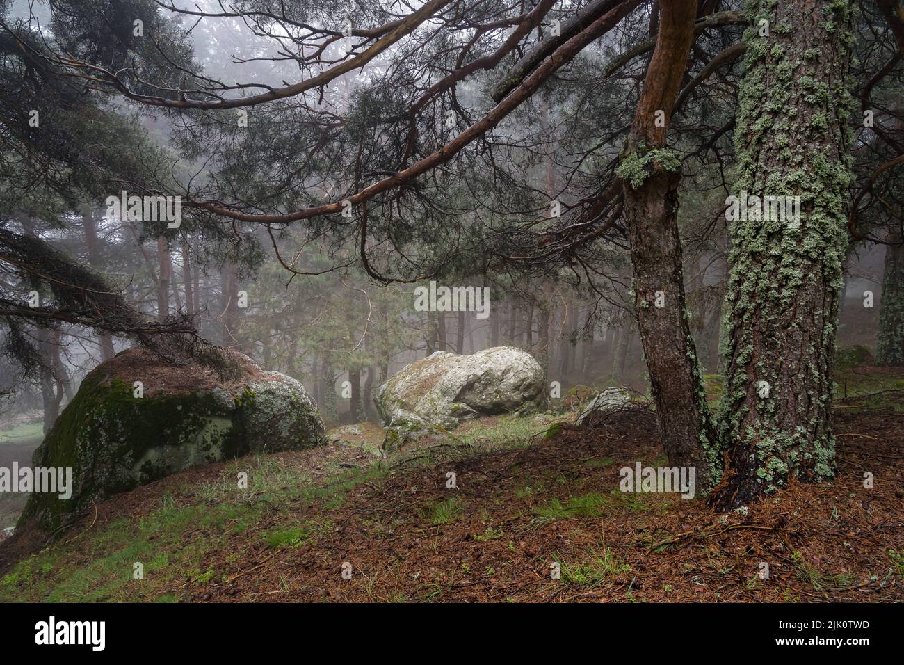 Enchanted forest environment with clearing between the trees and ...