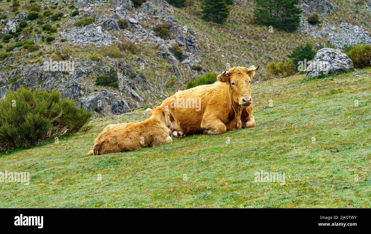 A cow with her calf resting in the high mountain field. Madrid Stock ...