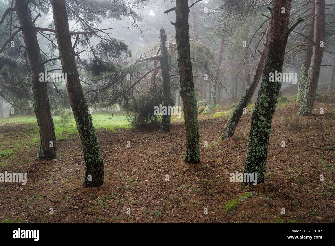 Enchanted forest environment with clearing between the trees and ...