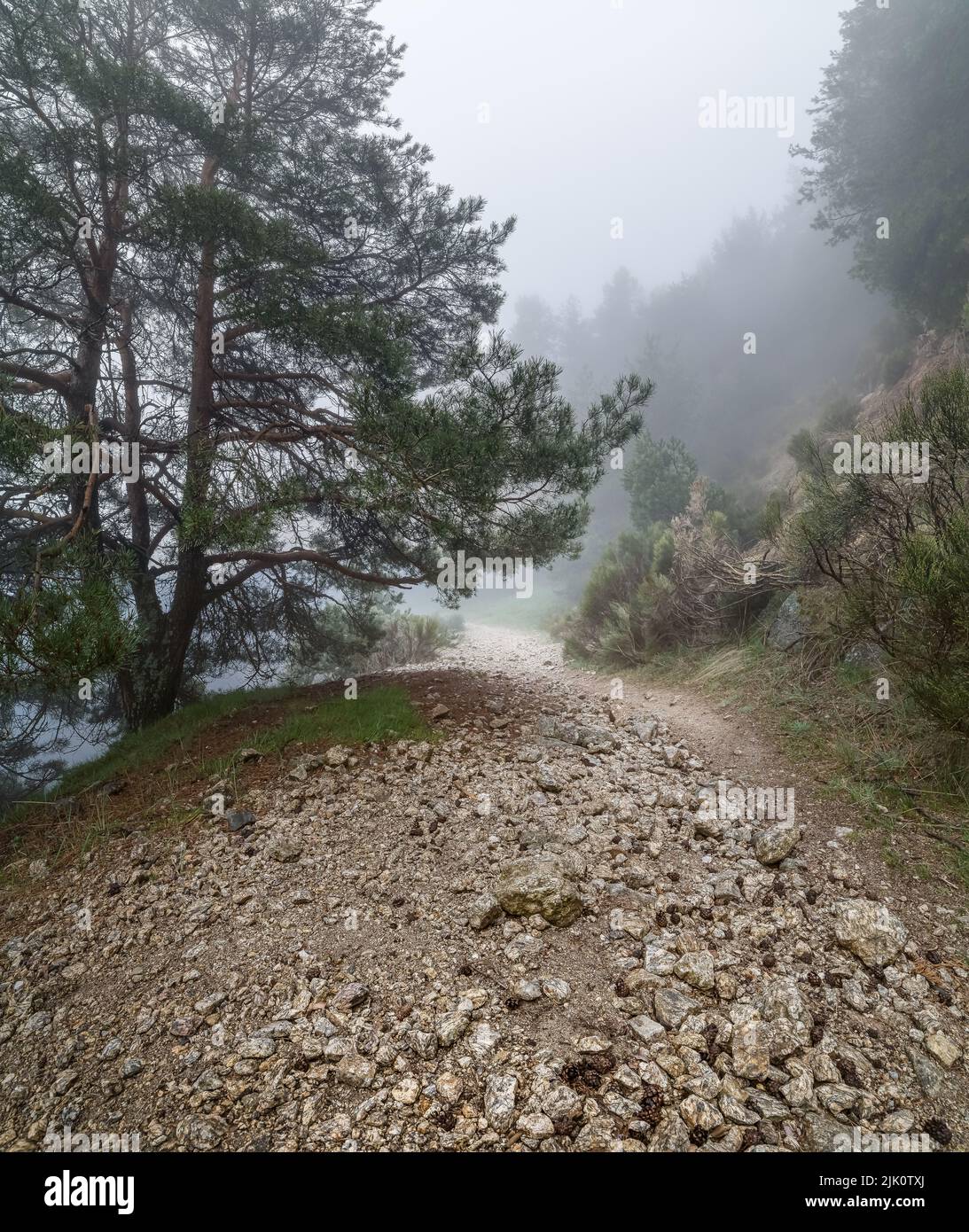 Foggy landscape in the forest with stone path and large trees ...