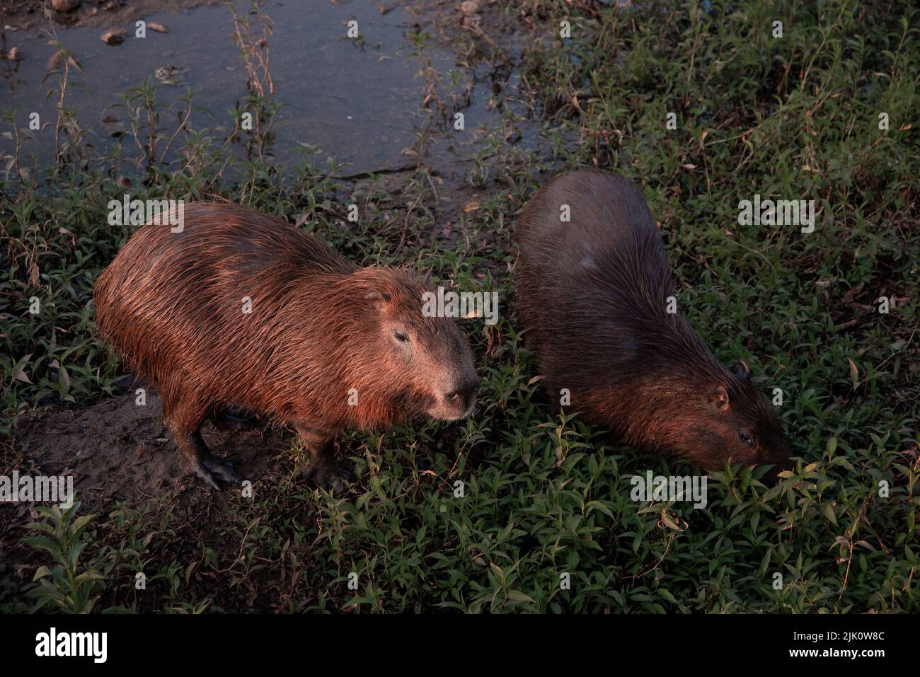Two capybaras hi-res stock photography and images - Alamy