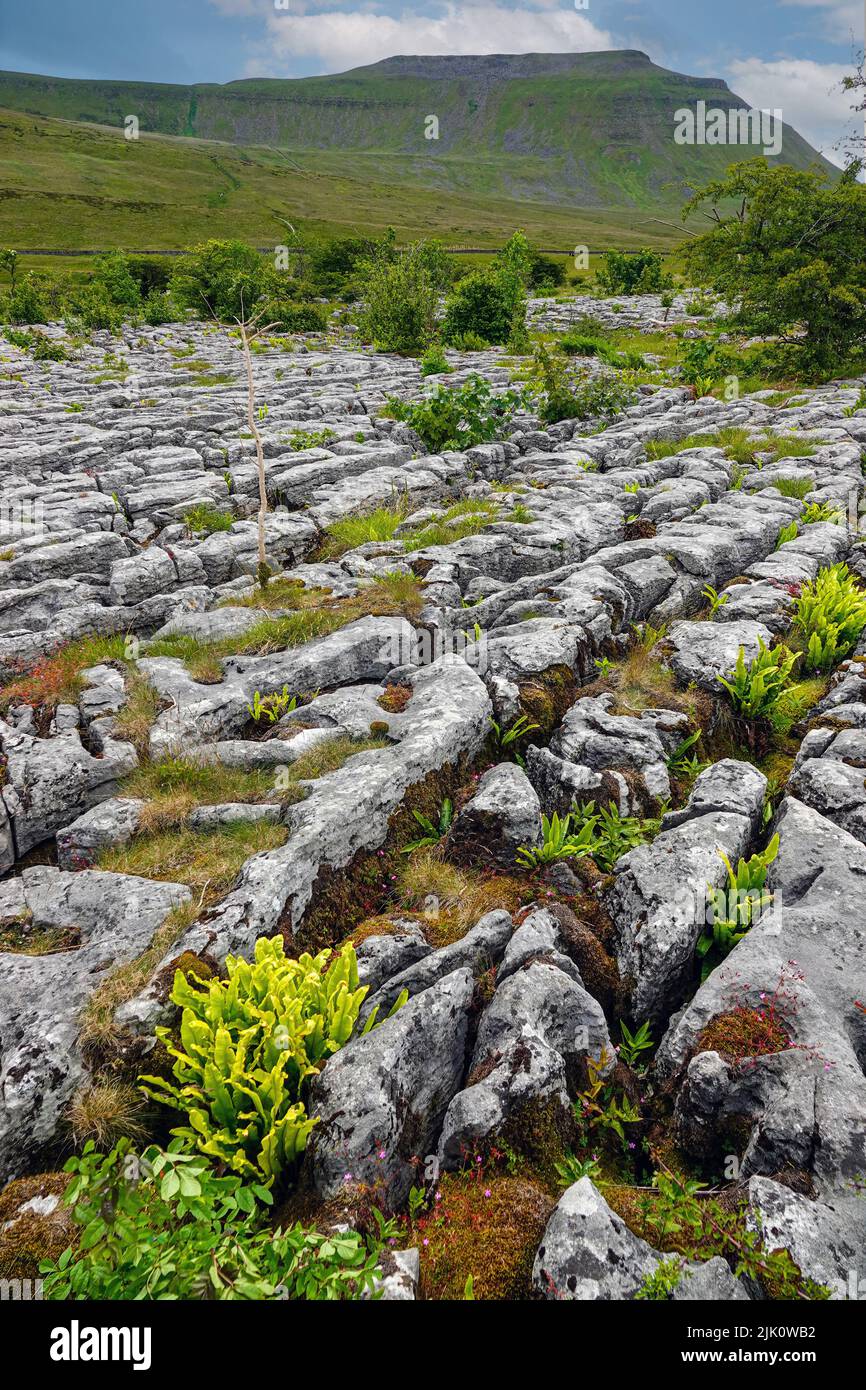 Limestone pavement, Southerscales Fell, Ingleborough, Ingleton, North ...