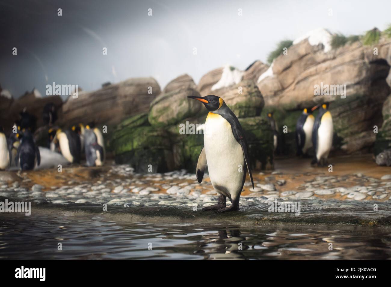 A shallow focus shot of a king penguin standing by a pond in a zoo ...
