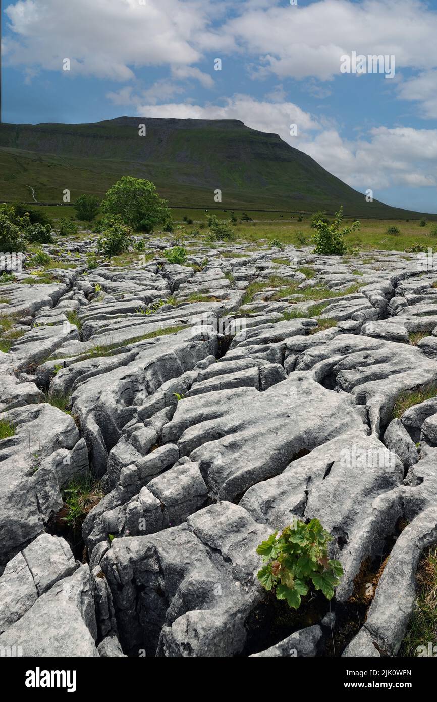 Limestone pavement, Southerscales Fell, Ingleborough, Ingleton, North ...