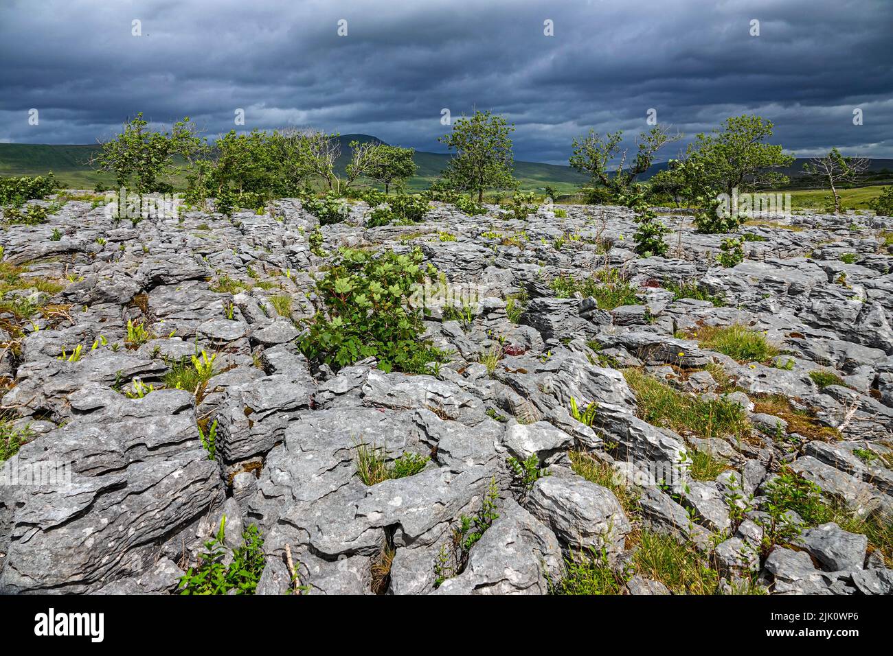Limestone pavement, Southerscales Fell, Ingleborough, Ingleton, North ...
