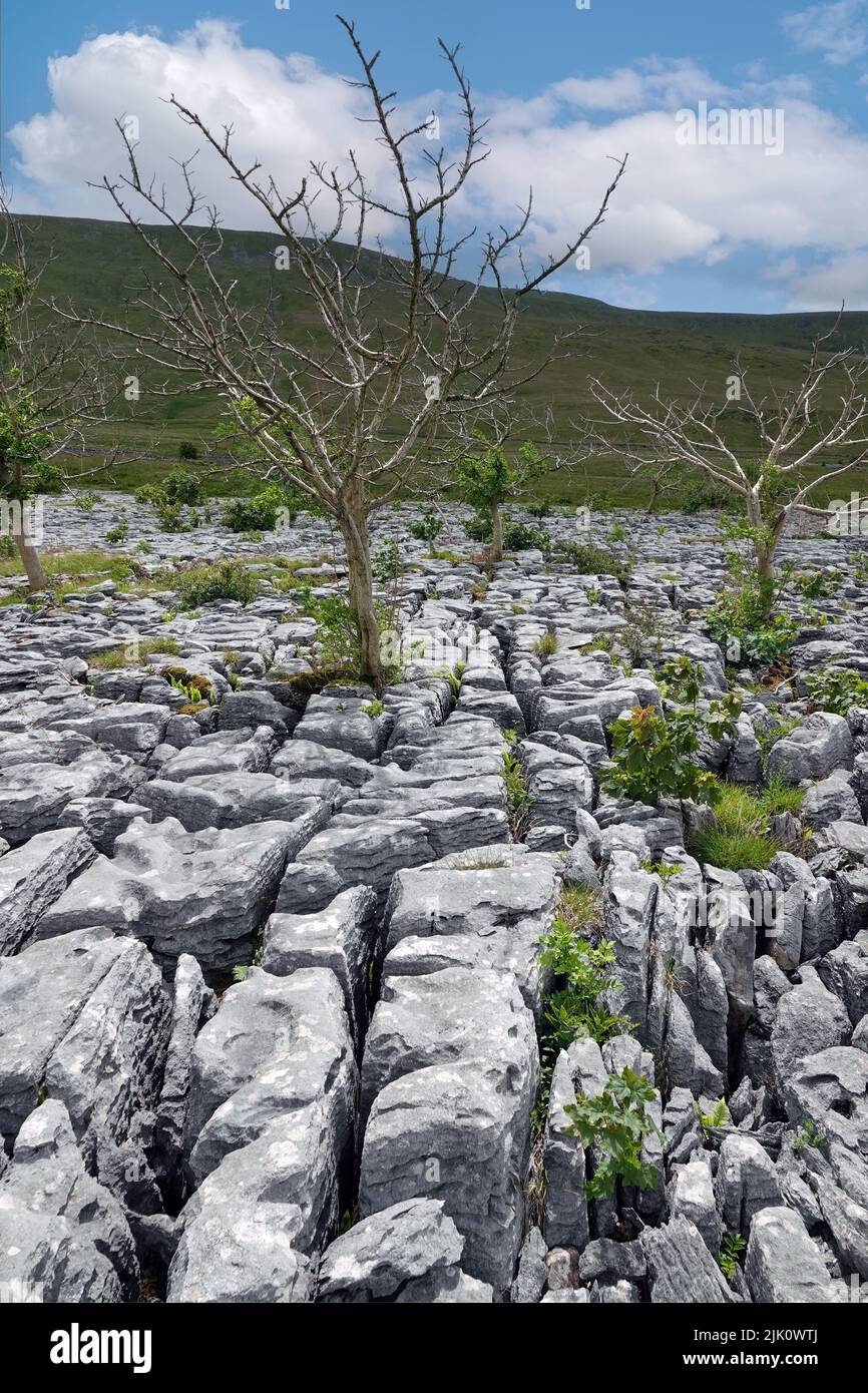 Limestone pavement, Southerscales Fell, Ingleborough, Ingleton, North ...