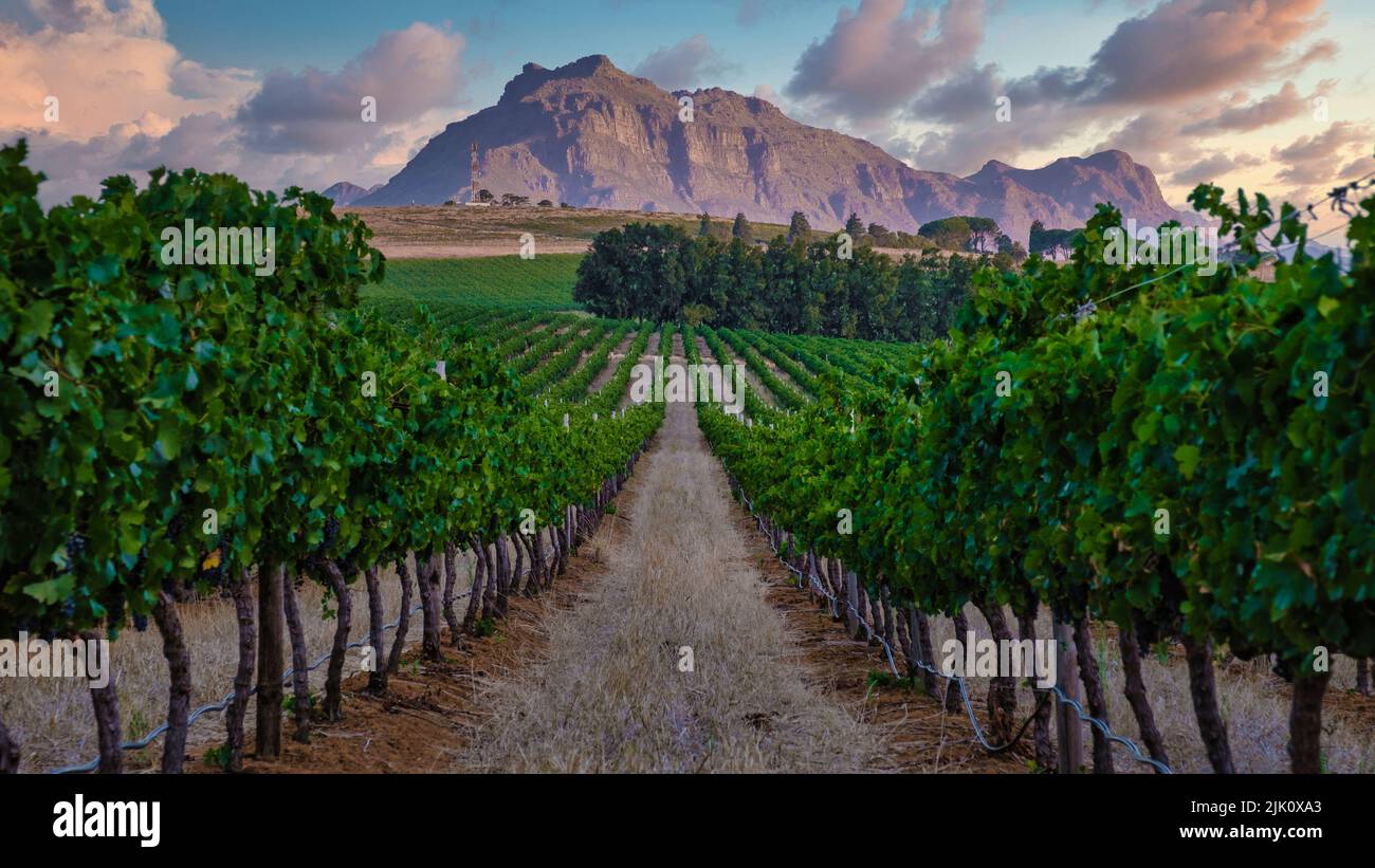 Wine Vineyard Landscape