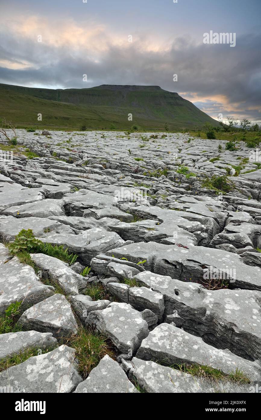 Limestone pavement, Southerscales Fell, Ingleborough, Ingleton, North ...