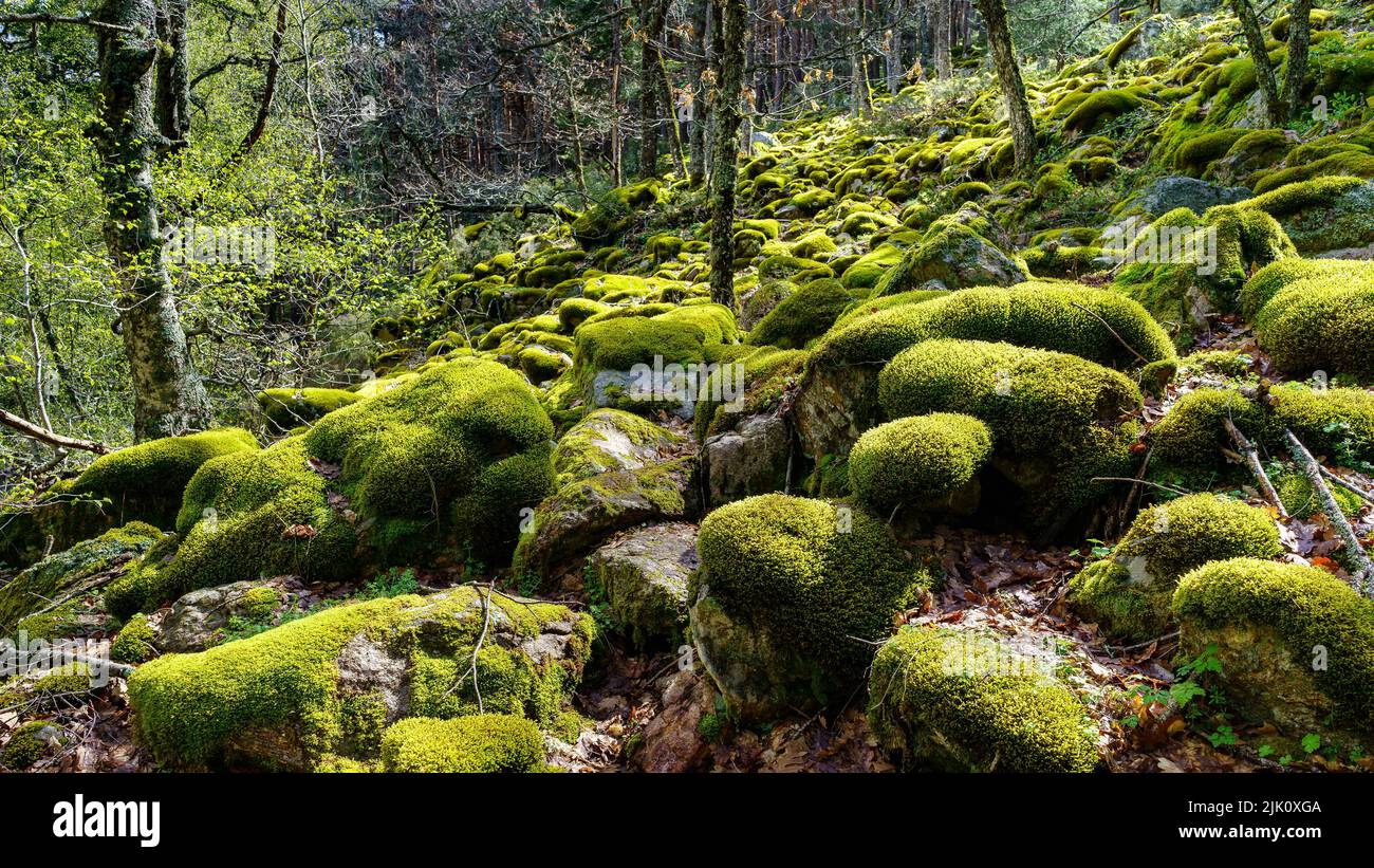 Enchanted forest of large stones covered with moss and rays of sunlight ...