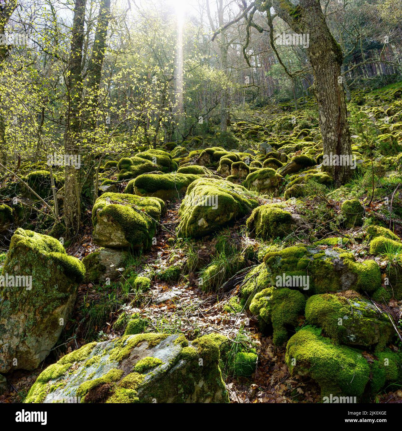 Enchanted forest of large stones covered with moss and rays of sunlight ...