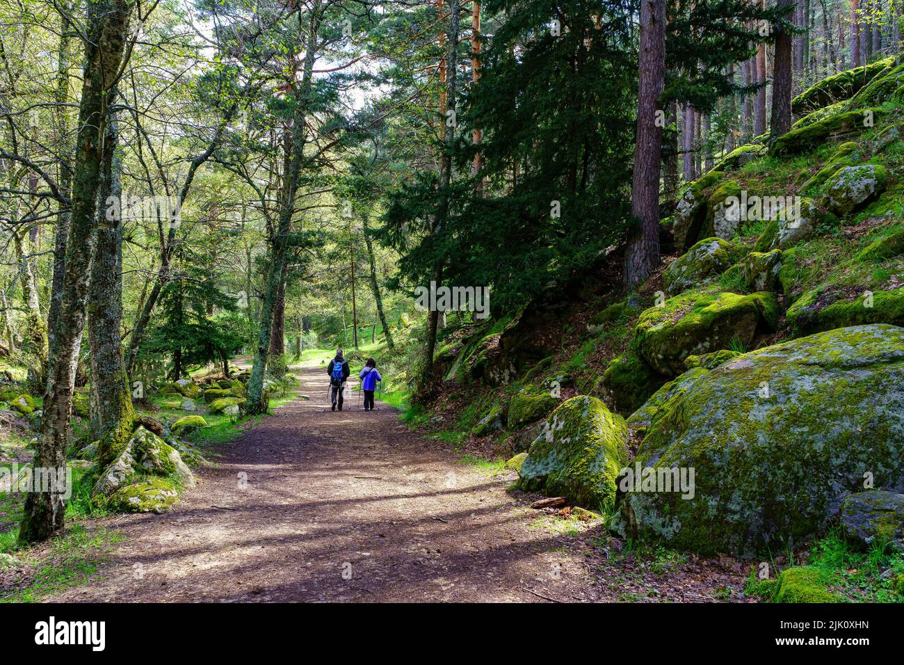 People hiking on a forest path between tall trees and large rocks ...