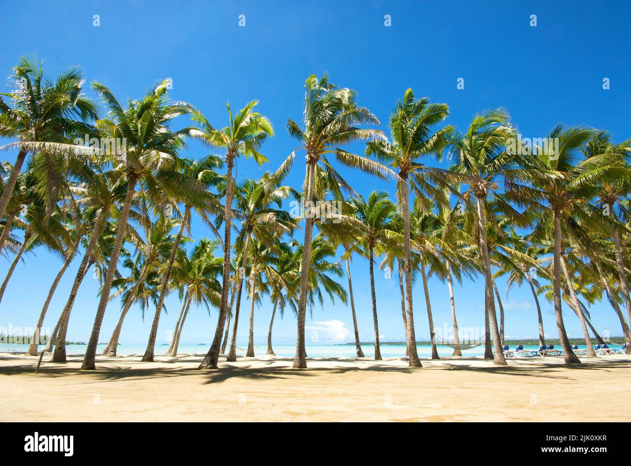 A gorgeous low angle shot of tall palm trees on the shore of a tropical ...