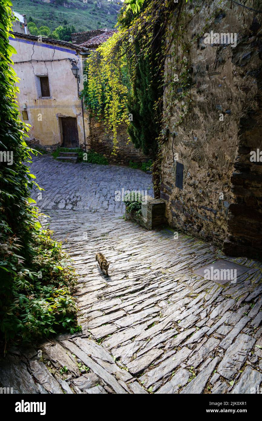 Stray cat walking down the narrow cobbled alley of an old town. Patones ...