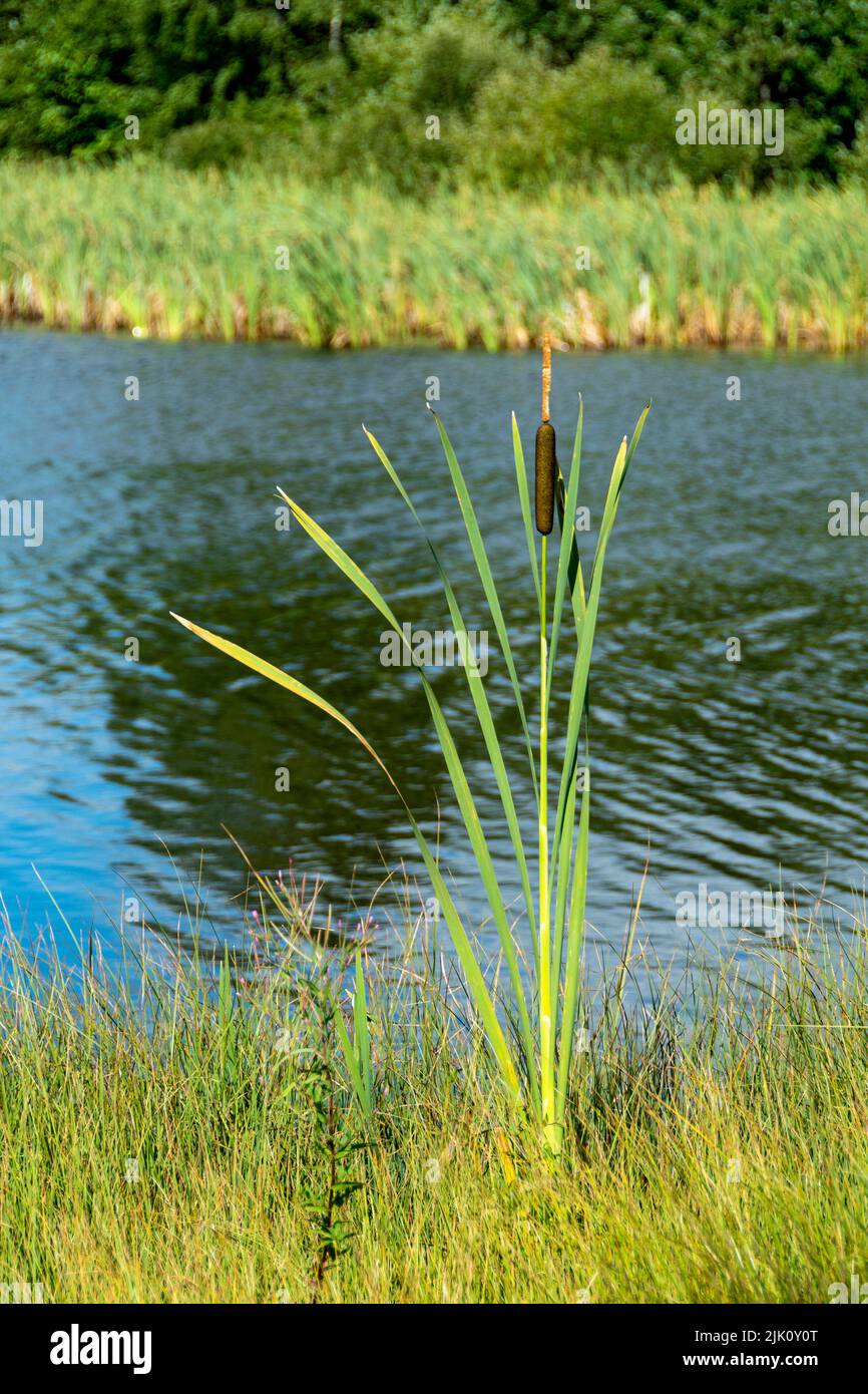 A close-up of a cattail plant near a serene water body surrounded by ...