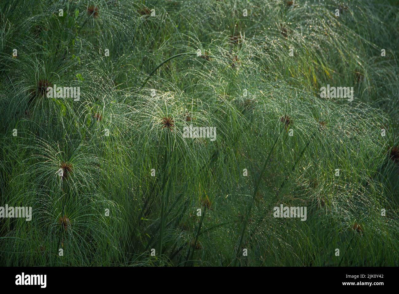 A closeup of paper reed (Cyperus papyrus) with raindrops on leaves ...