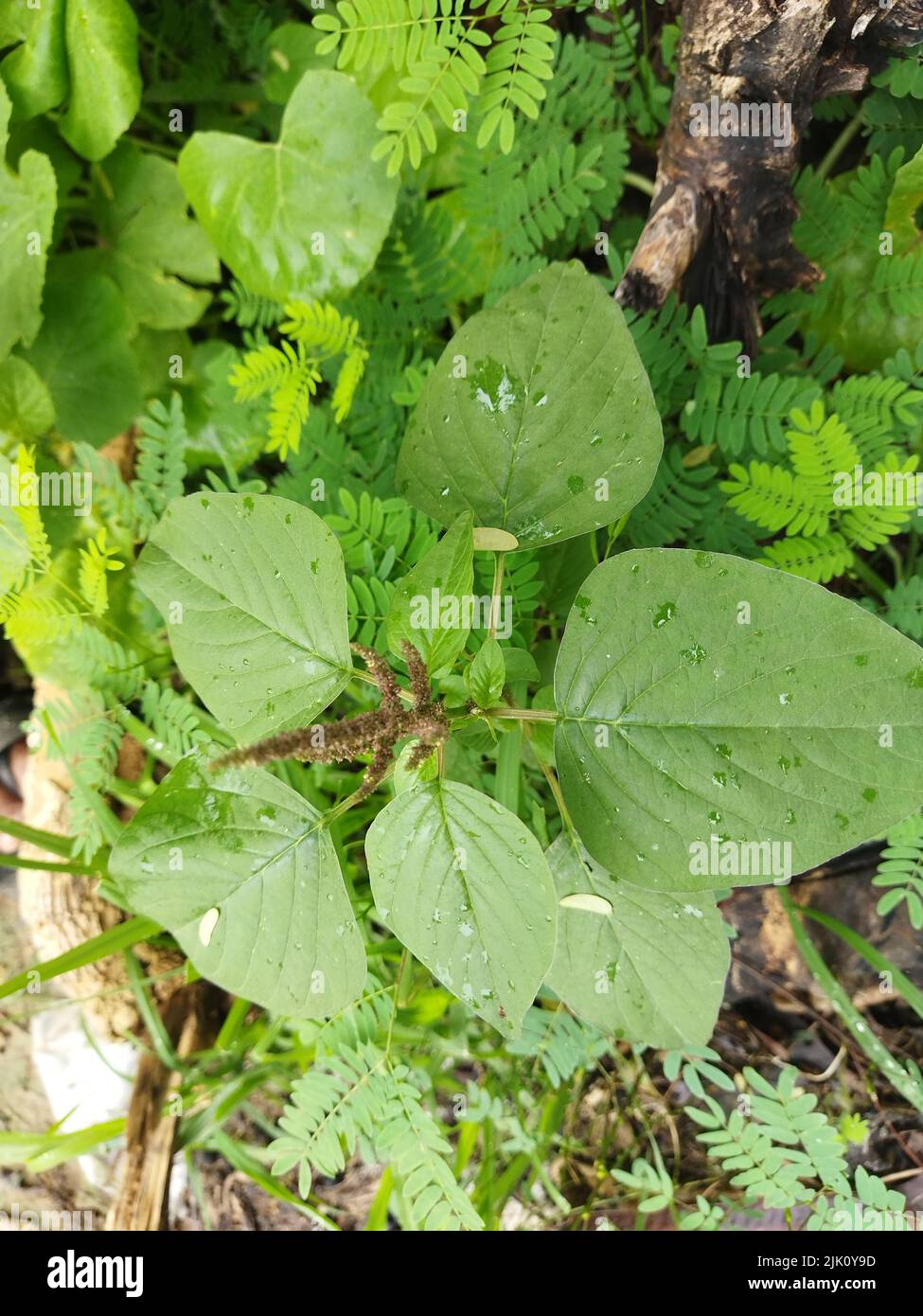 A Amaranthus viridis is a cosmopolitan species in the botanical family ...