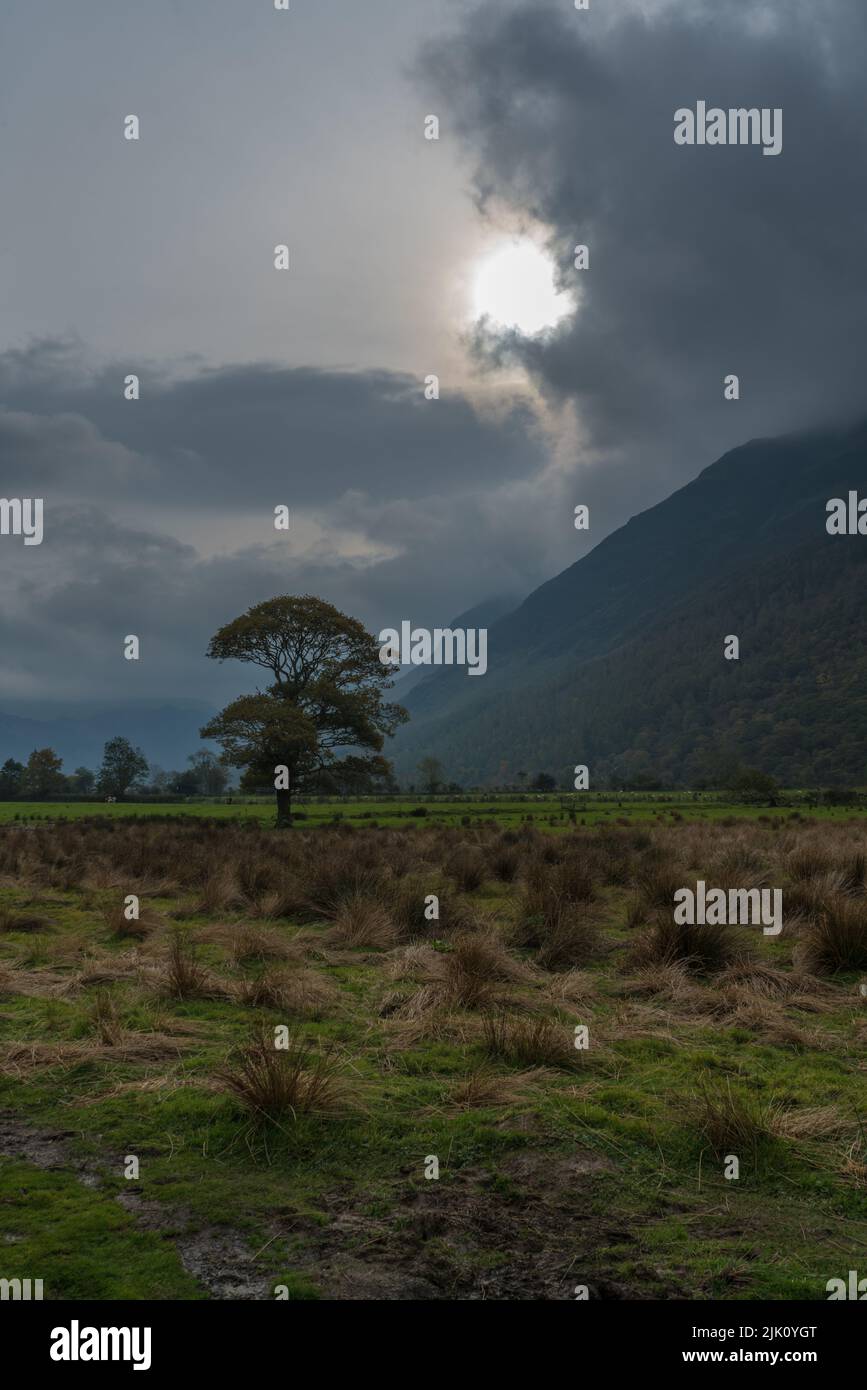 Lone tree buttermere lake district hi-res stock photography and images ...