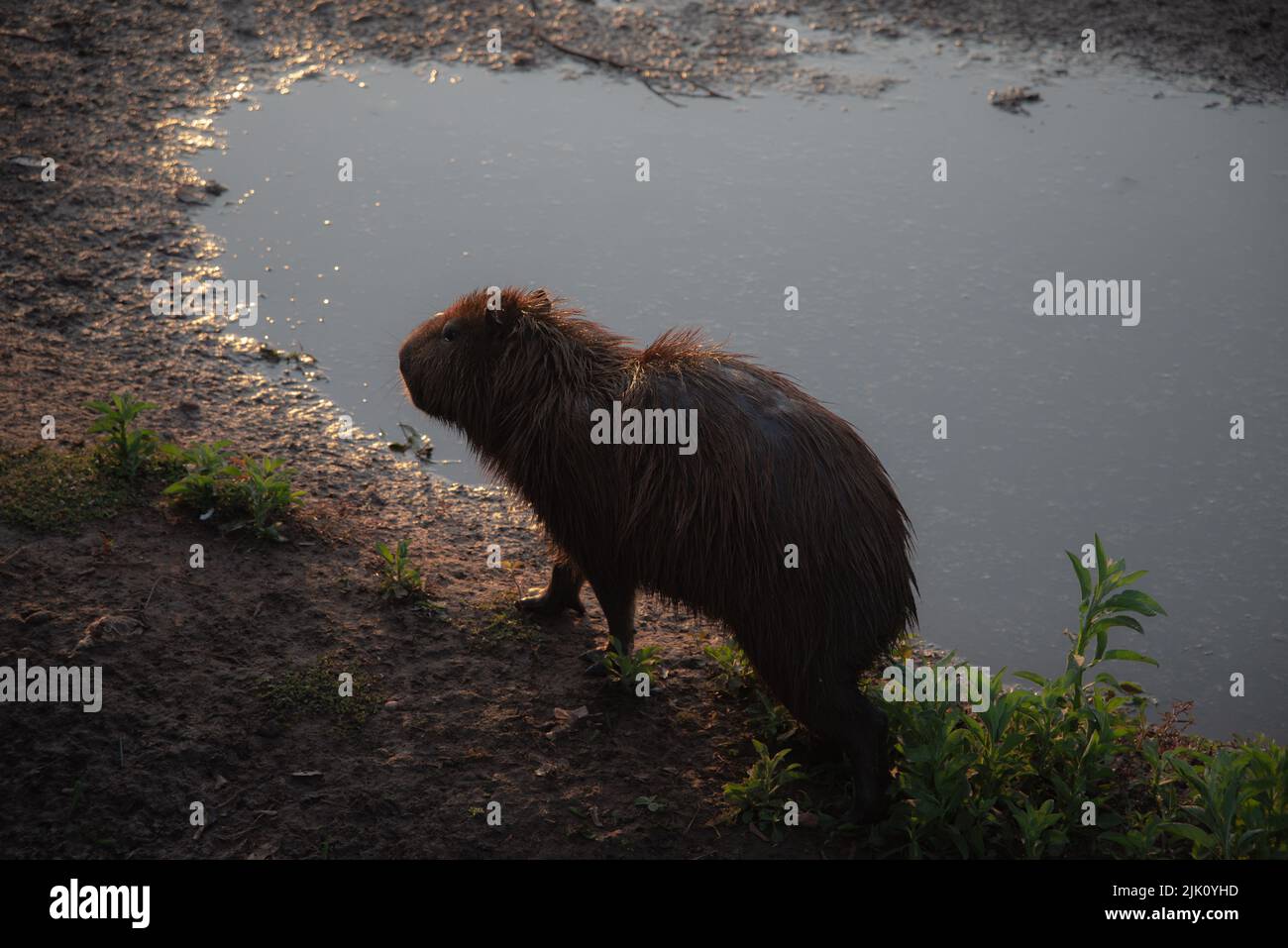 A high-angle shot of a capybara on the shore of a pond Stock Photo - Alamy
