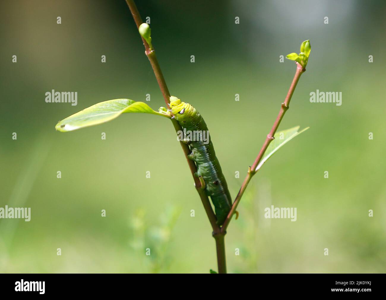 A caterpillar insect eats a leaf of an adenium tree in Nakhon Sawan ...