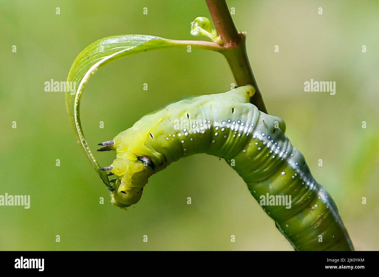 A caterpillar insect eats a leaf of an adenium tree in Nakhon Sawan ...