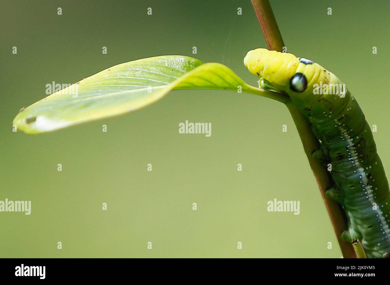 A caterpillar insect eats a leaf of an adenium tree in Nakhon Sawan ...