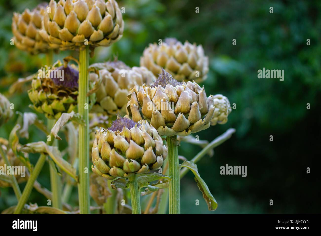 Artichoke is a perennial vegetable of the Artichoke genus of the ...