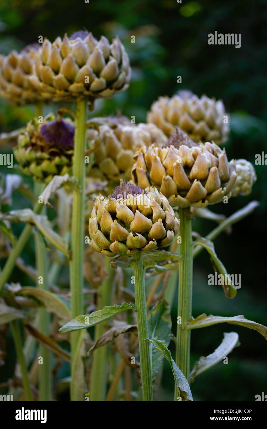 Artichoke perennial vegetable of Artichoke genus Asteraceae family ...