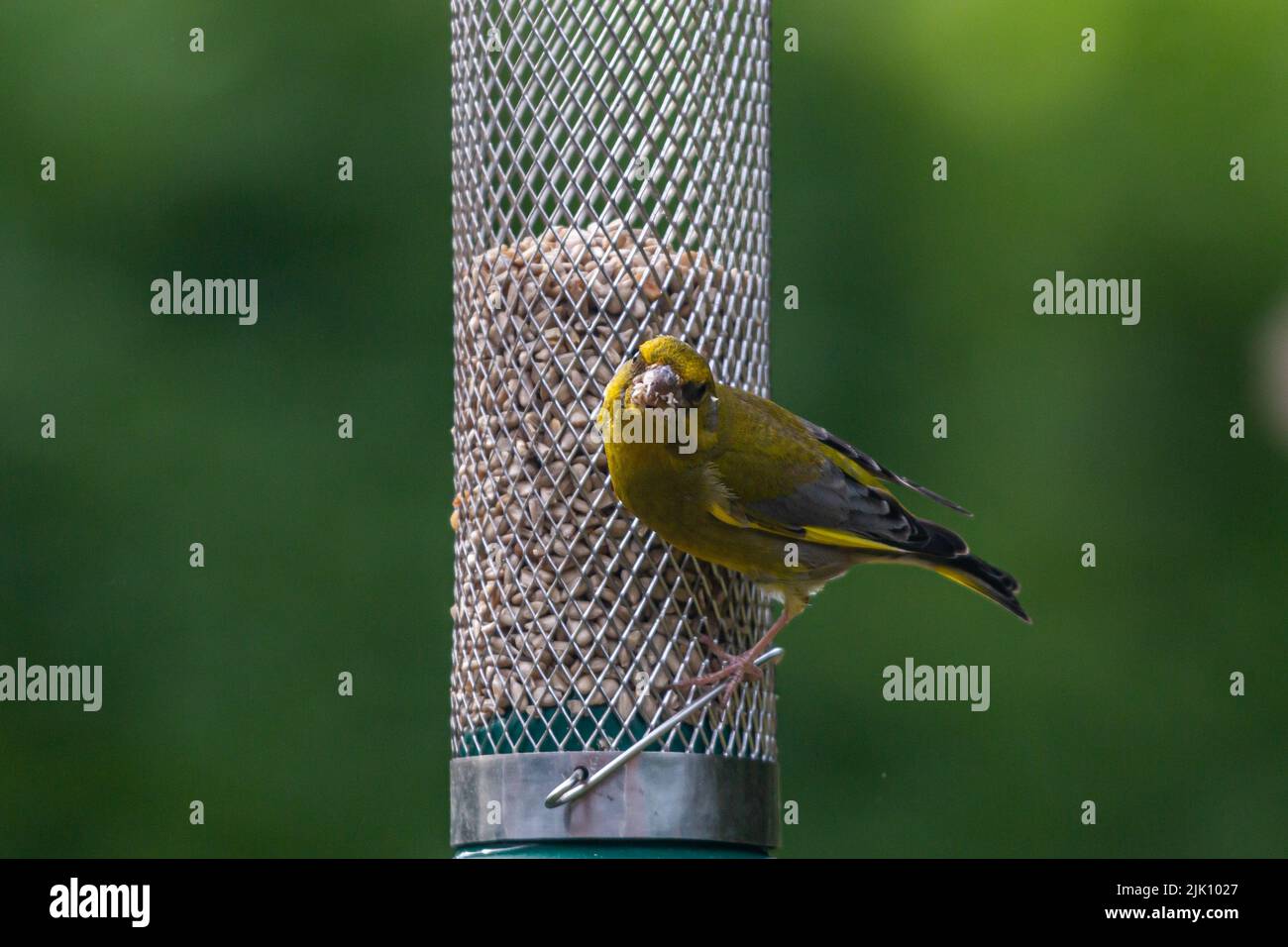 A close up of a greenfinch eating seed from a bird feeder in a Sussex ...