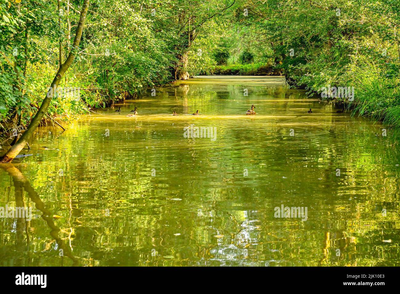 The wild swamp of the Marais Poitevin near Saint-Hilaire-la-Palud ...