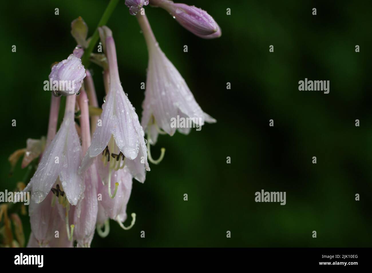 A closeup of Hosta capitata dangling flowers covered in morning dew ...