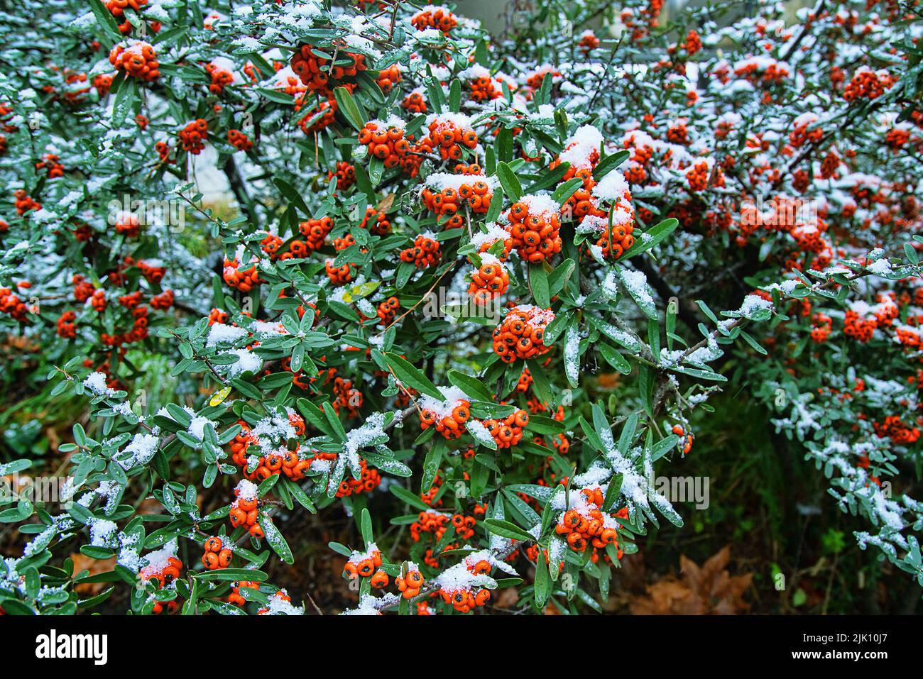 Egyptian thorn, Christ's thorn (Pyracantha coccinea) prickly evergreen ...