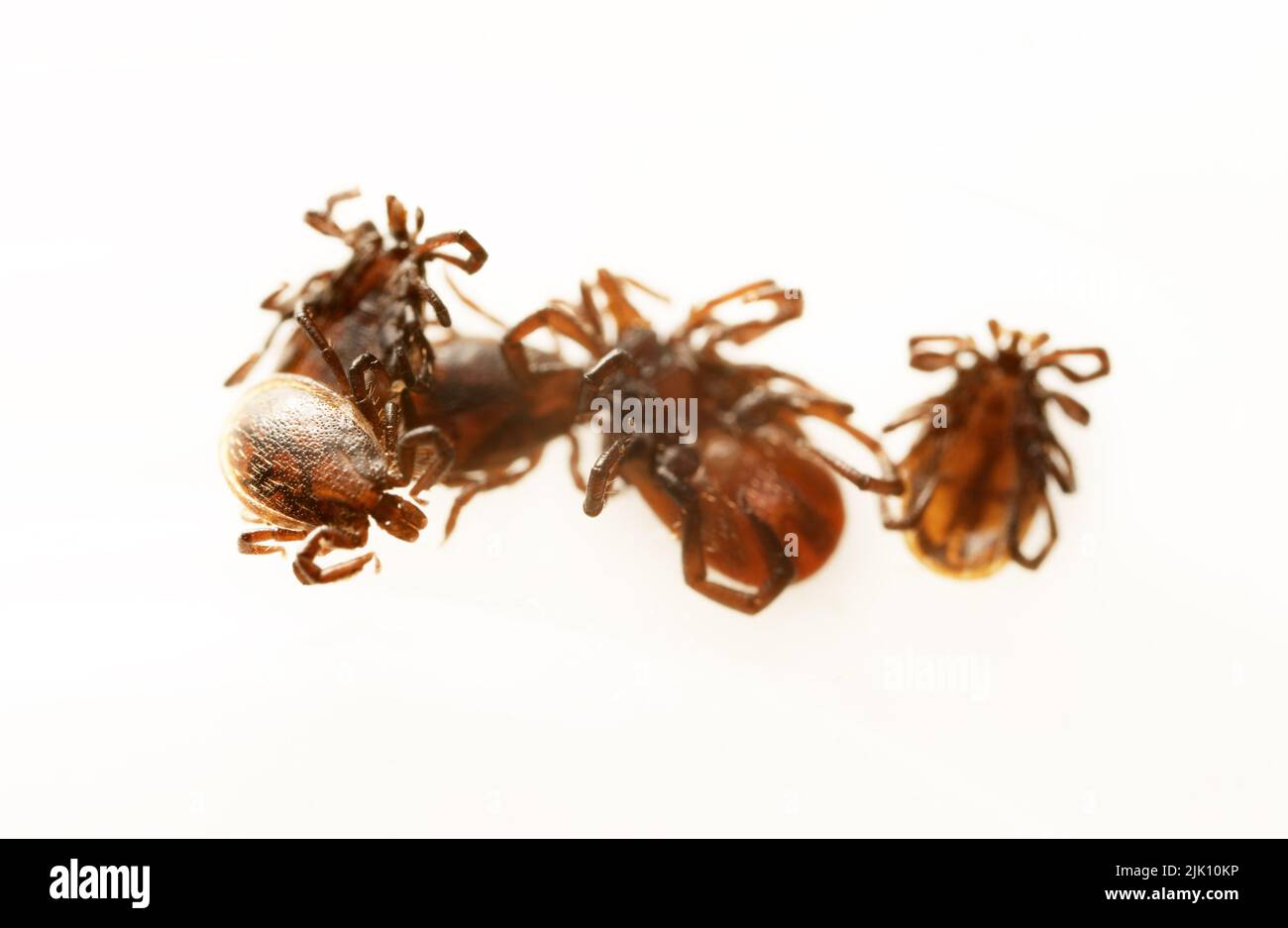 This ticks was removed from a dog in a broad-leaved Europian forest ...