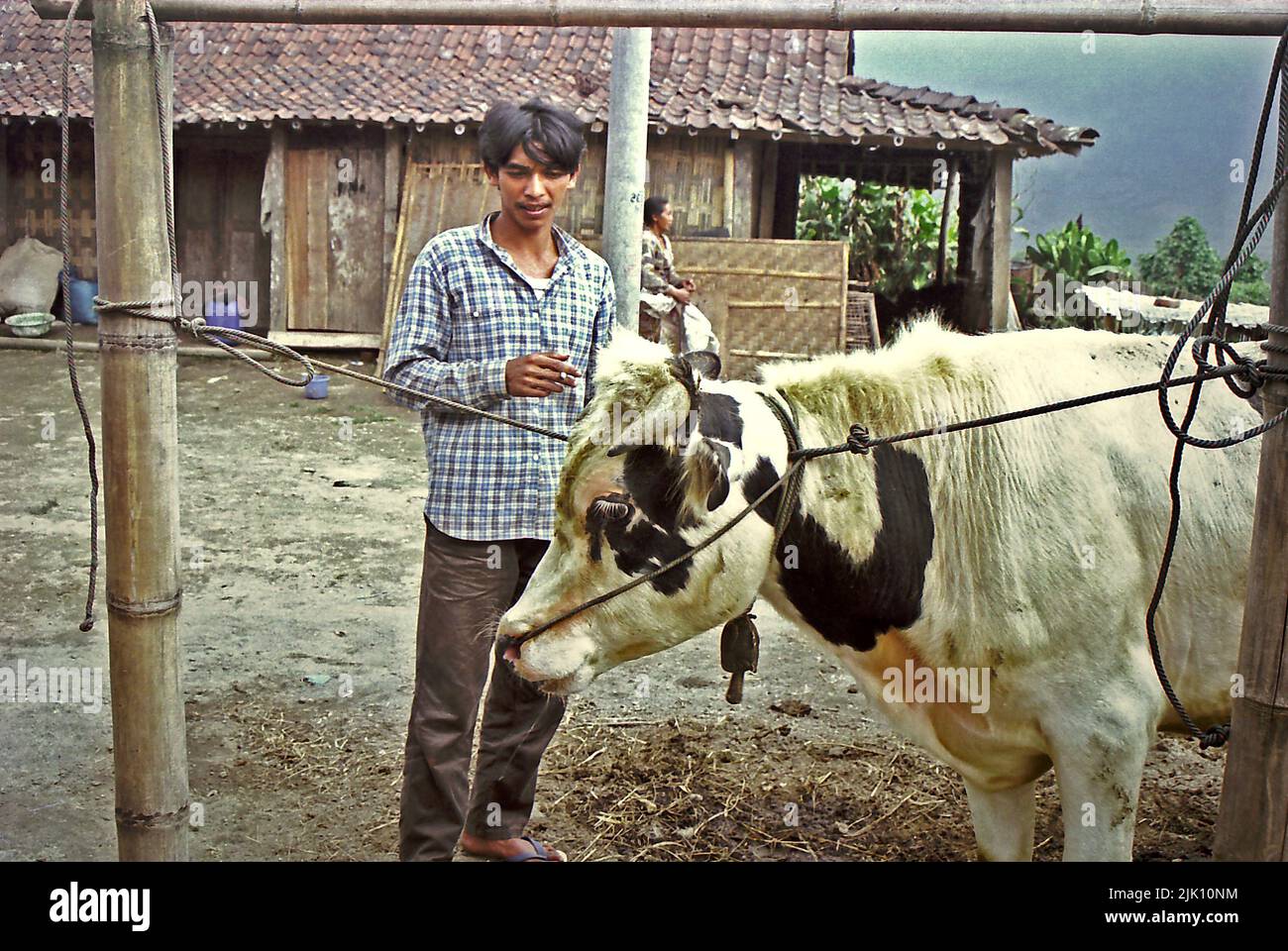 A man taking care of a cow in Selo, at the foot of Mount Merapi volcano ...
