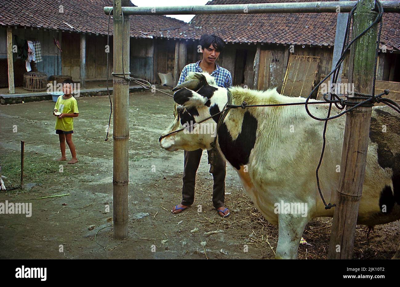 A man taking care of a cow in Selo, at the foot of Mount Merapi volcano ...
