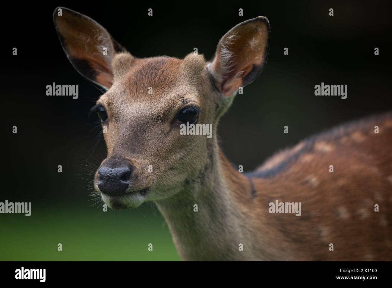 A portrait of a young deer Stock Photo - Alamy