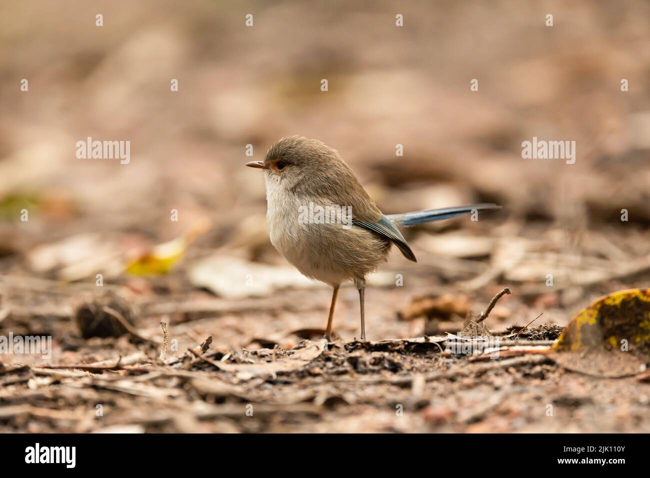 A cute little female blue wren is welcoming you (side on Stock Photo ...