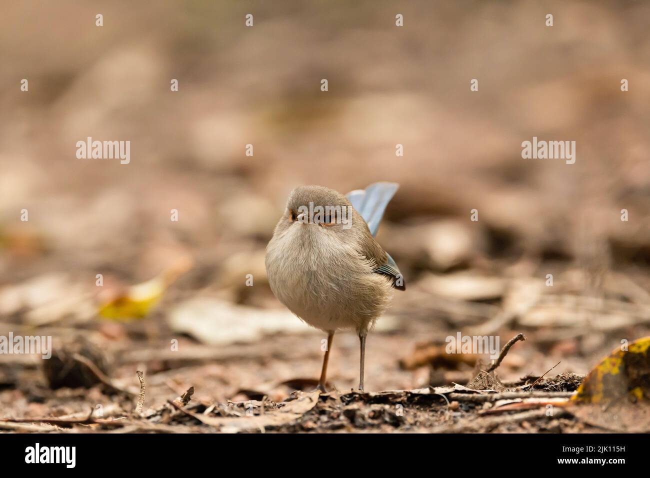 A cute little female blue wren is welcoming you Stock Photo - Alamy