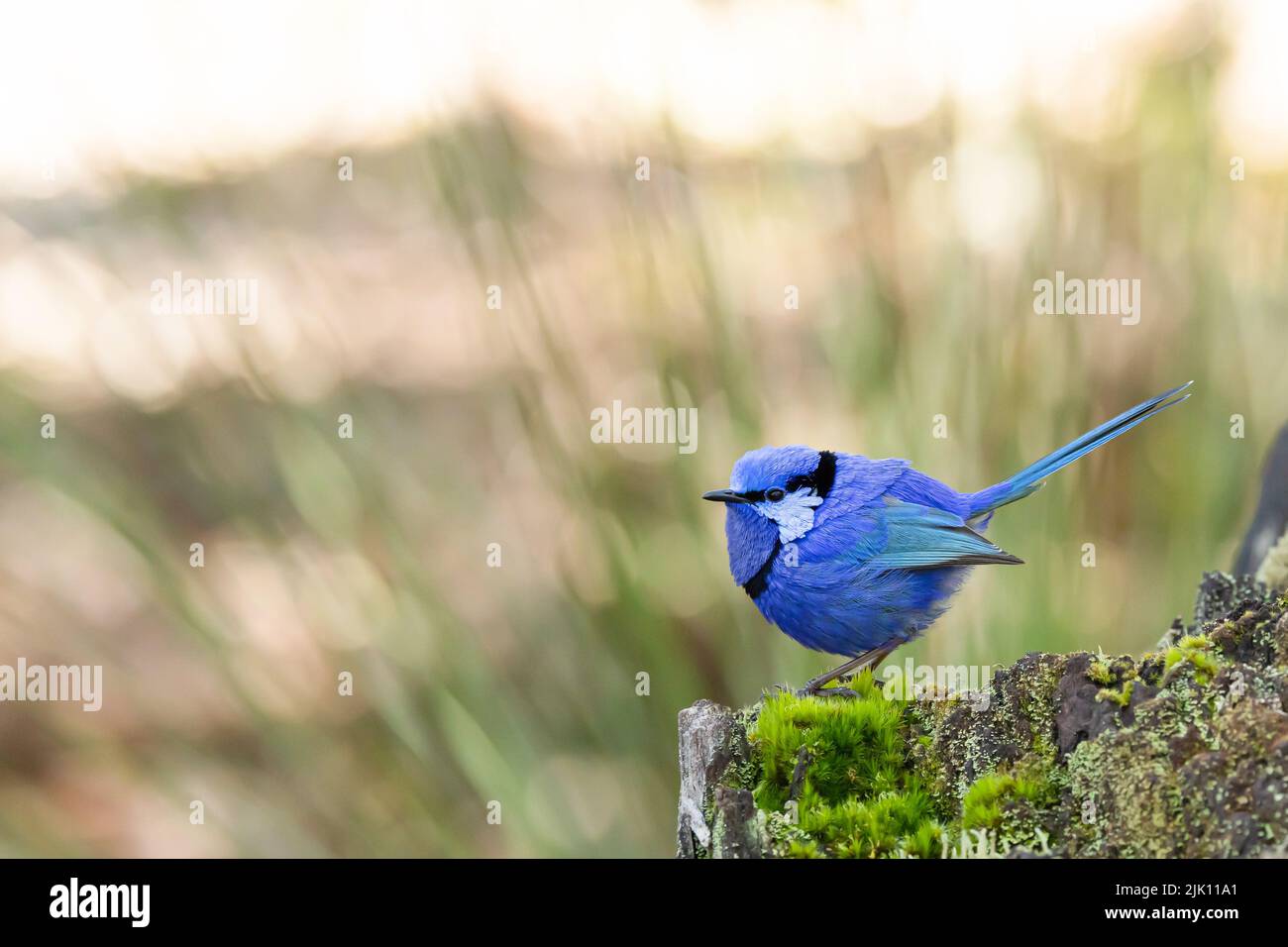 Rare bird beautiful bird hi-res stock photography and images - Alamy