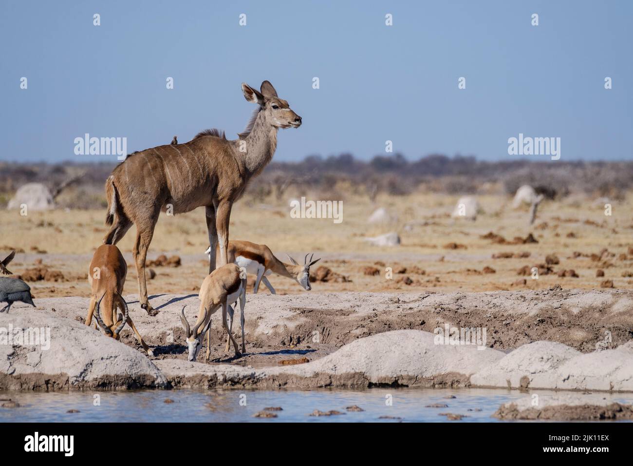 Kudu and Springboks at waterhole. Nxai Pan, Makgadikgadi Salt Pans ...