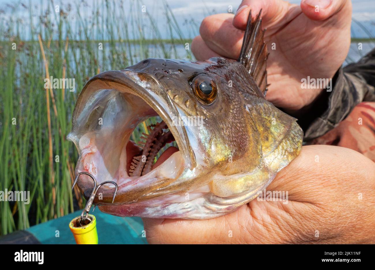 Trophy fishing. This European Perch (rivers perch) weighing 1.2 ...
