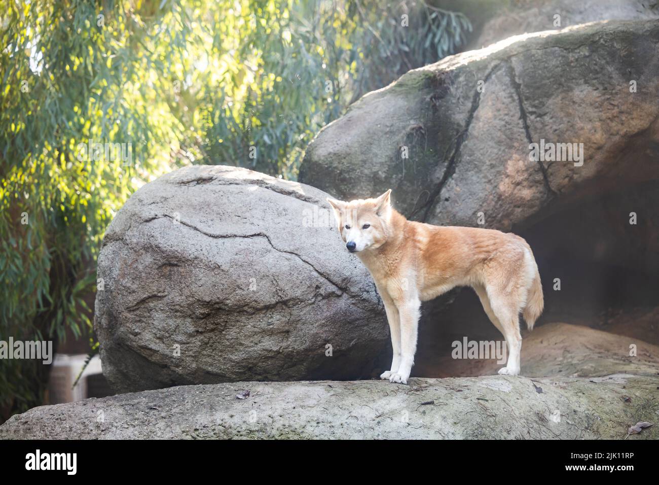 Dingo standing on rock hi-res stock photography and images - Alamy