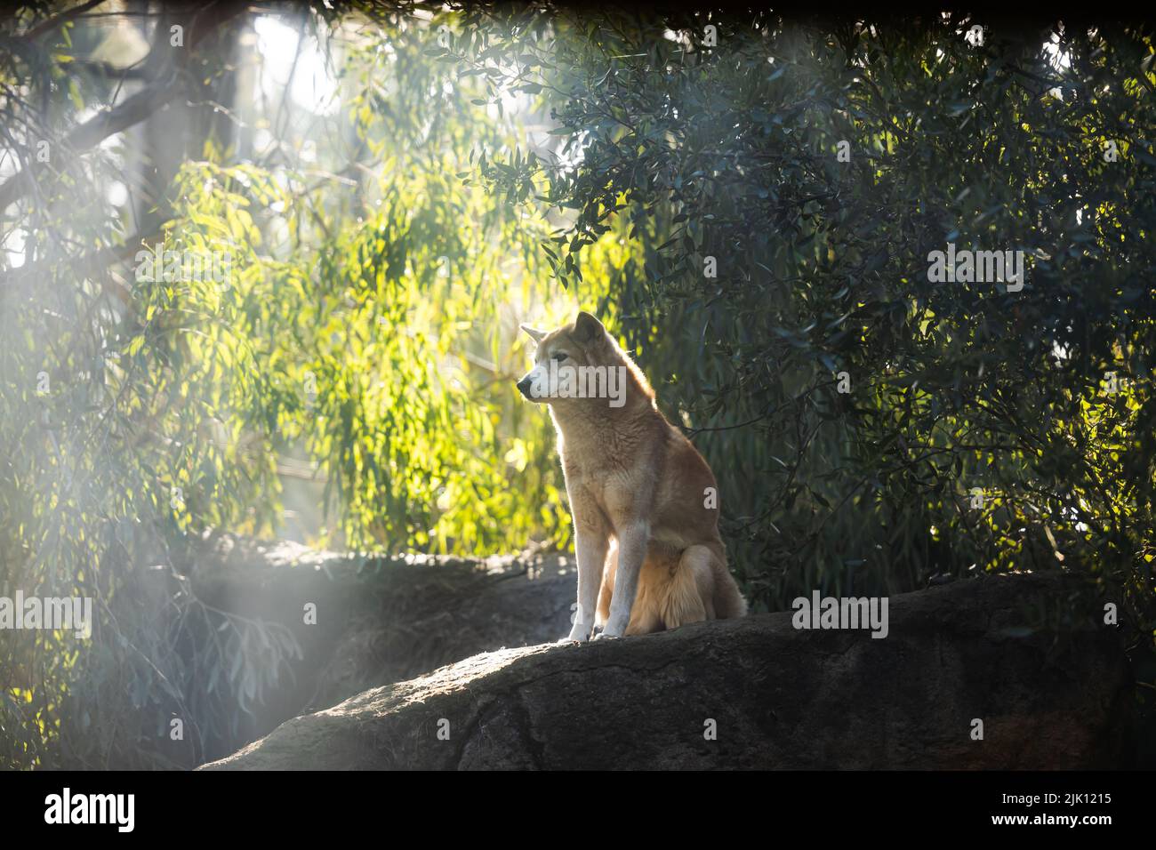 Australian wolf hi-res stock photography and images - Alamy