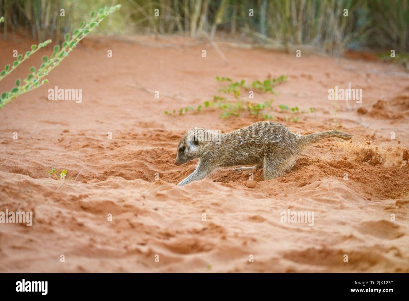 Baby meerkats (Suricata suricatta) digging a burrow. Kalahari ...