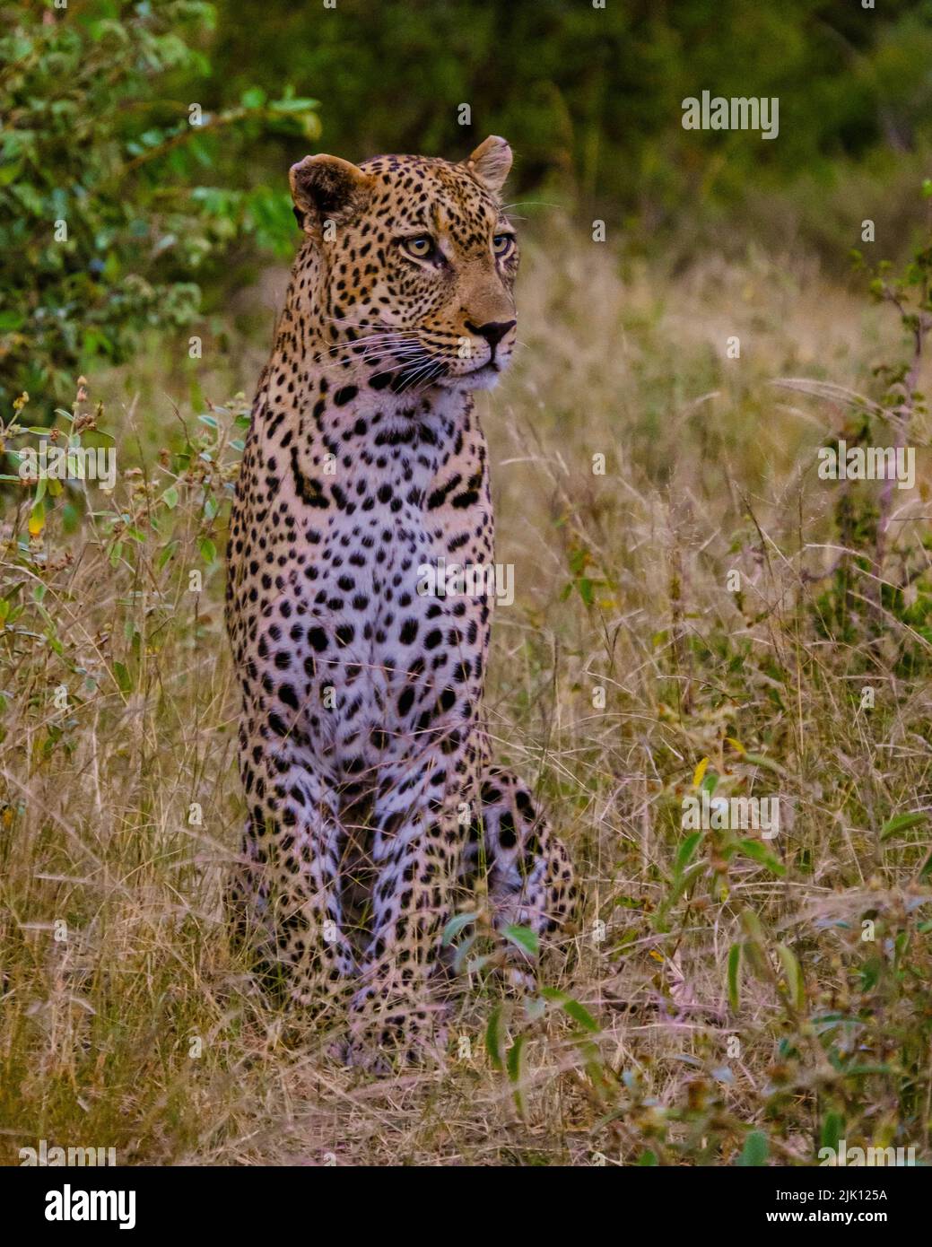 Leopard in Kruger national park South Africa. leopard or panther ...
