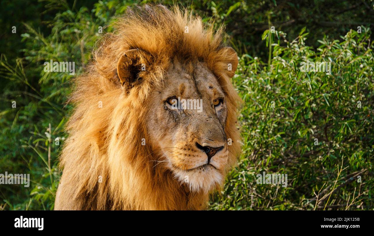 African Lions during safari game drive in Kruger National park South ...