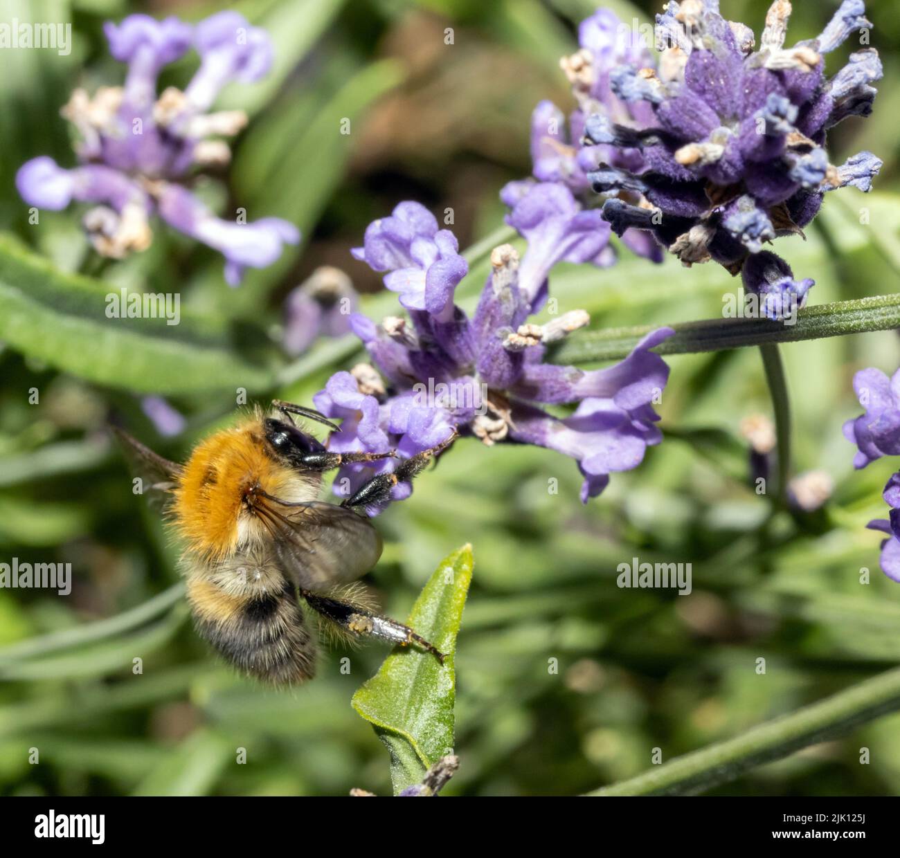 Flying bumble bee hi-res stock photography and images - Alamy